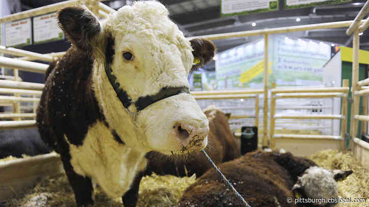 State Police Investigating Cows Shot, Killed In Somerset Co ...