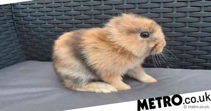 Meet Leo, the adorable ‘miracle’ bunny born without ears - UK news ...