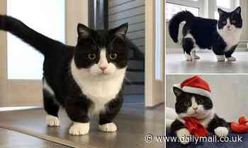 Don't call me shorty: Stumpy cat called Manchester with 4-inch legs ...