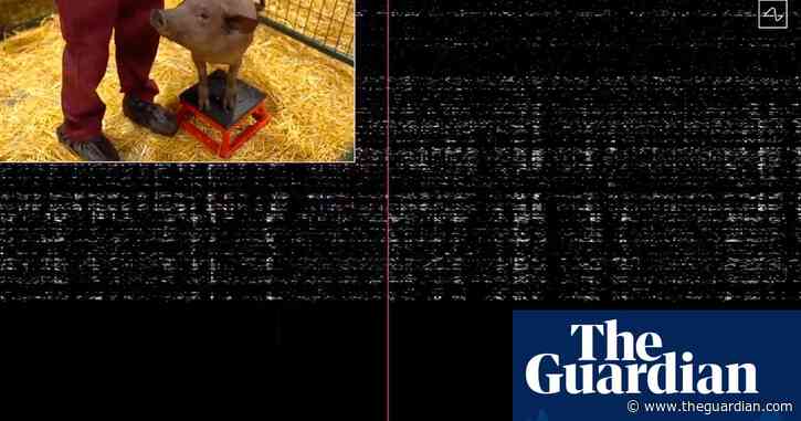 Elon Musk reveals pig with Neuralink computer chip implanted in brain ...