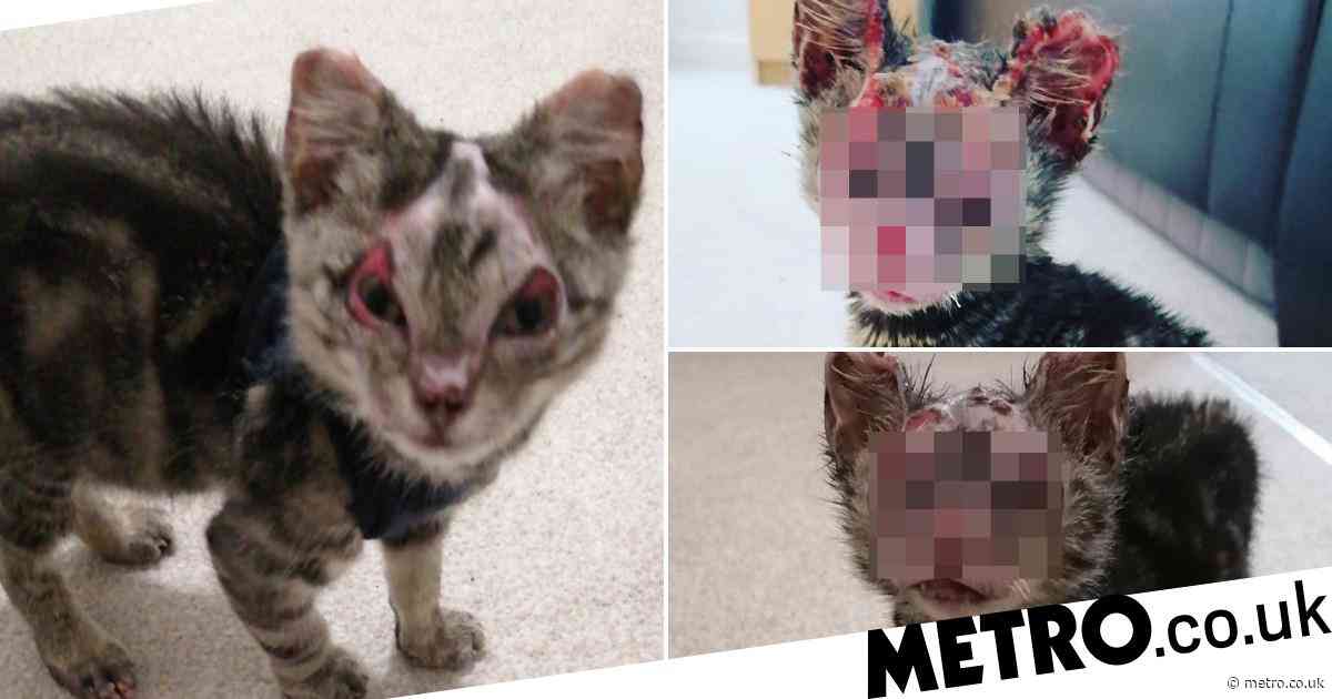 Adorable kitten who suffered horrific burns to his face makes miracle ...