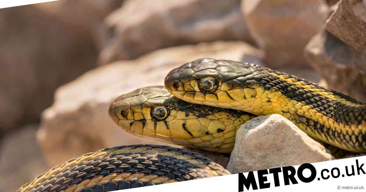 Hundreds of male snakes swarm female as they compete to mate - UK news ...