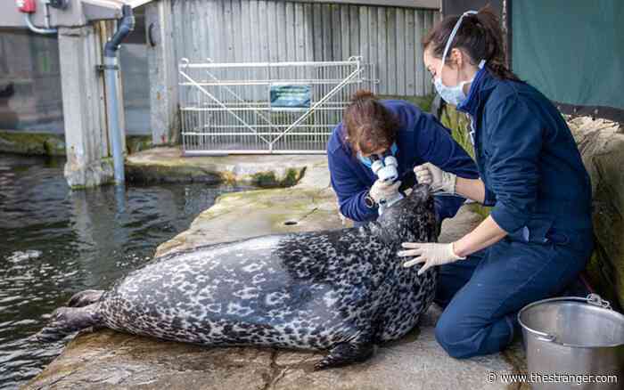 How Seattle's Zoo and Aquarium Animals Spent Their Year in Quarantine ...