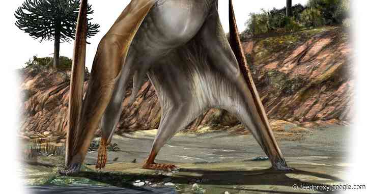 Gigantic flying pterosaurs had spoked vertebrae to support their ...
