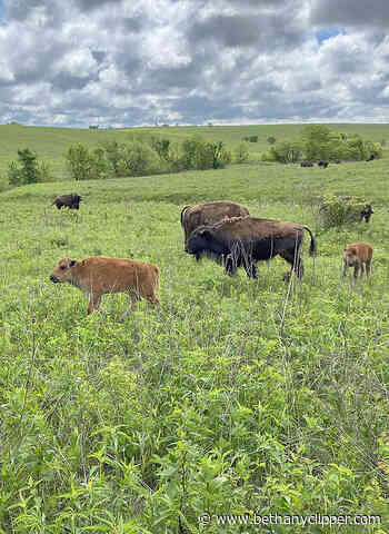 Bethany Lerch: Learning and teaching continue in Palestine - The ...