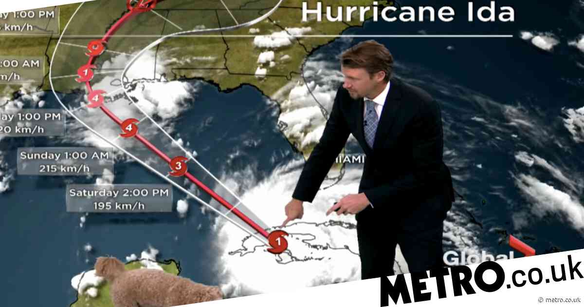 Dog crashes weatherman’s report and goes viral as WFH problems reach ...