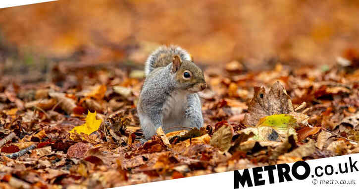 Nicholas John Crilley: How dramatic police pursuit snagged evil banker ...