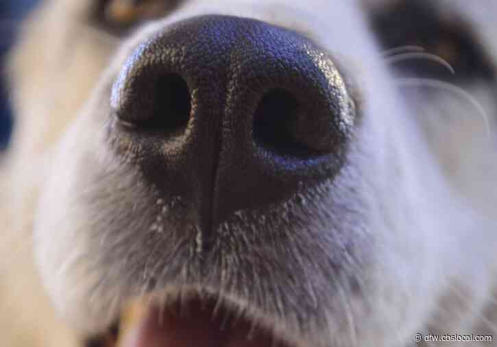 How Chef Jordan Savell Survived 'Hell's Kitchen' - Fort Worth Magazine ...