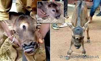 Villagers worship cow born with THIRD EYE as they believe it is the ...