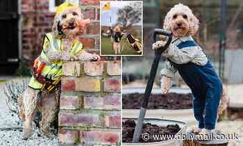 Owner dresses cockapoo Marley in variety of disguises including fireman ...