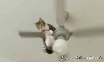 Hilarious moment daft cat goes for a spin when it leaps onto ceiling ...