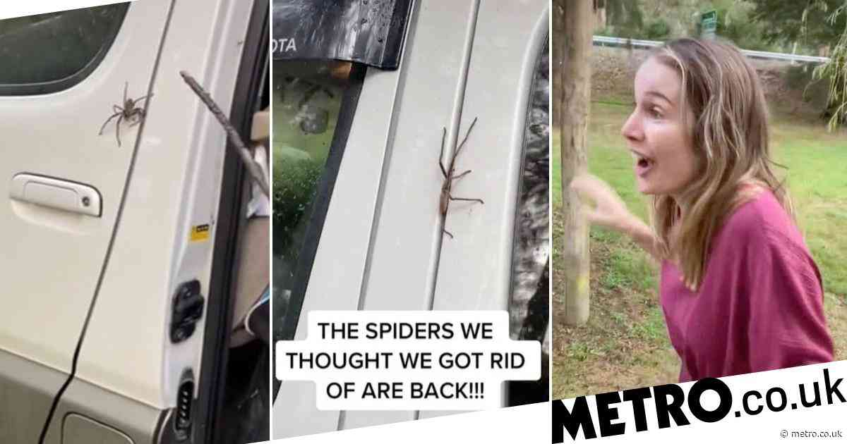 Horrifying moment venomous spider slips through crack of closed van ...