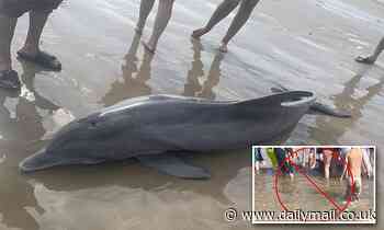 Sick dolphin that washed ashore in Texas dies after beachgoers tried to ...