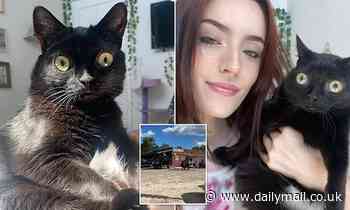 Black cat named Jinx known for huge eyes, wonky feet to become MAYOR of ...