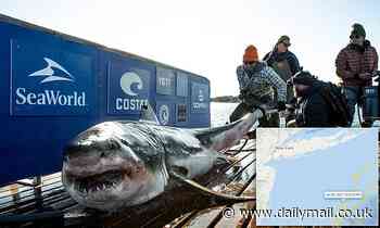 Giant 1,000lb great white shark named Ironbound is spotted swimming off ...