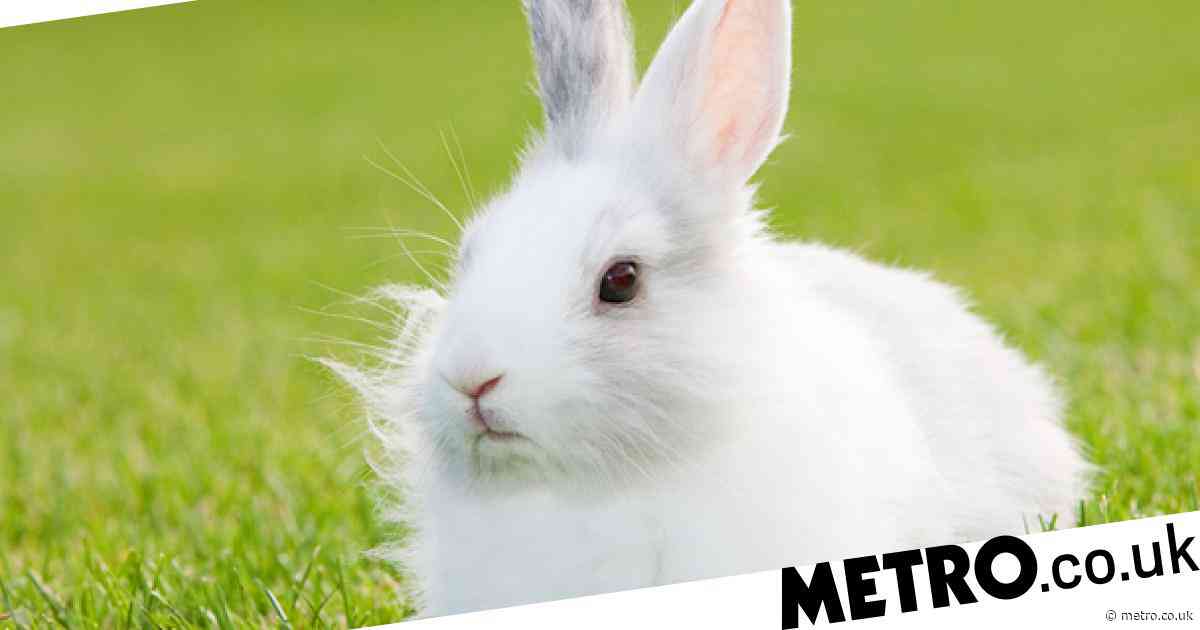 Why do we say ‘white rabbits’ on the first day of the month? - UK news ...