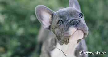 Eigenaars laten Franse bulldogs achter in té warme wagen in Oostende ...