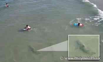 Bone chilling drone footage shows shark swimming just FEET from unsuspecting swimmers - UK news ...