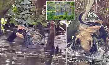 Florida woman on inflatable paddle-board films giant alligator killing ...