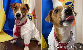 Ukraine's hero mine-sniffing dog Patron sends message to Putin to mark ...