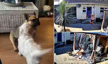 Moment Cockapoo Lottie alerts owner and saves French Bulldog Harley who ...