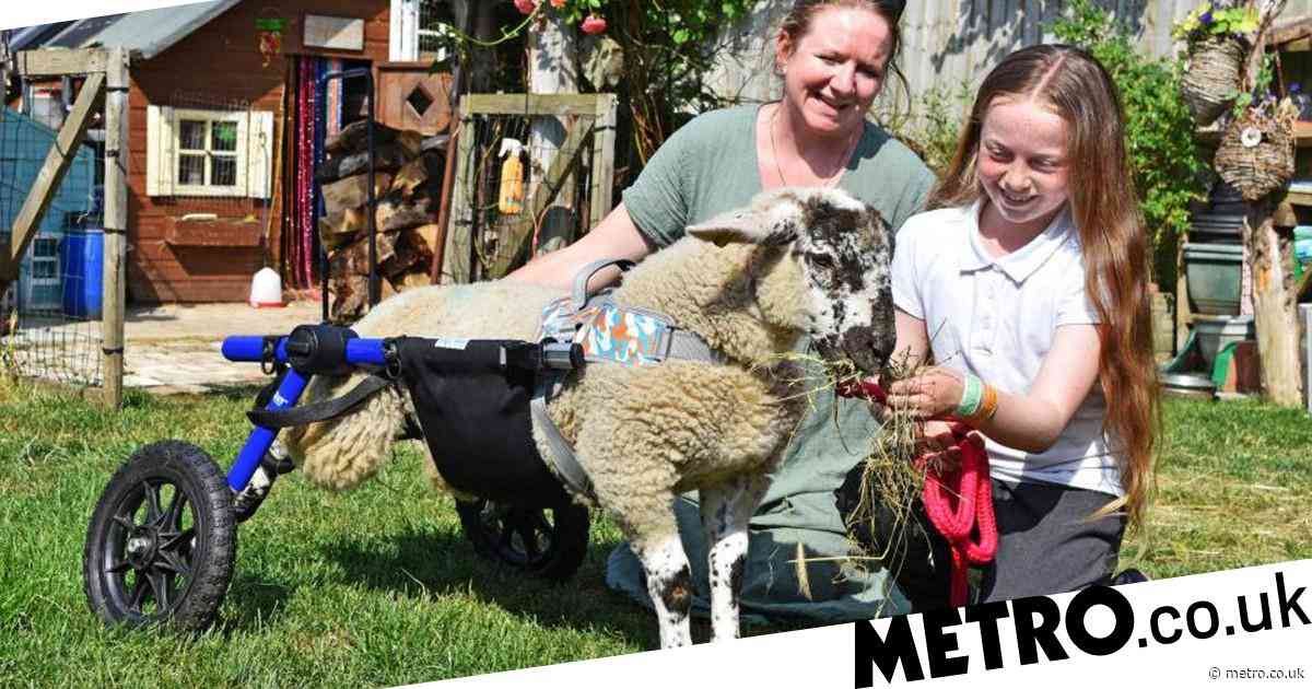 Sheep whose two back legs stopped working is gifted with her own ...