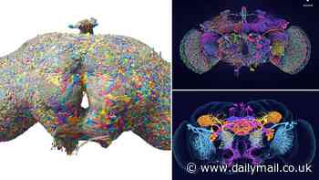 The most detailed map of the brain EVER seen: Stunning images reveal ...